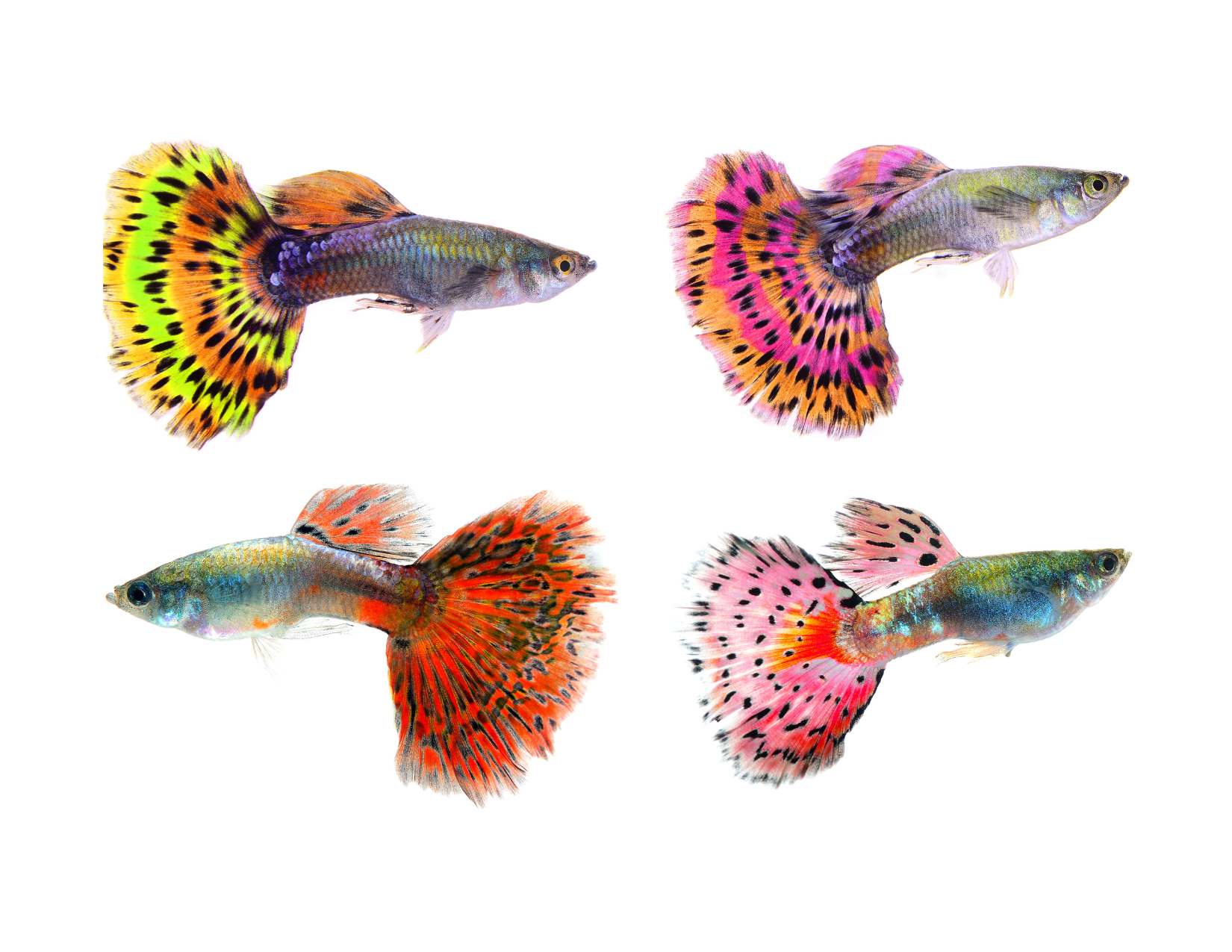 How to be a guppy again. - Inquisitive Leader